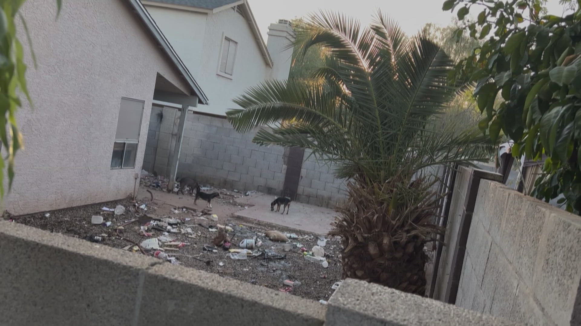 Camera tracks the daily lives of 2 owls nesting at Valley high school ...