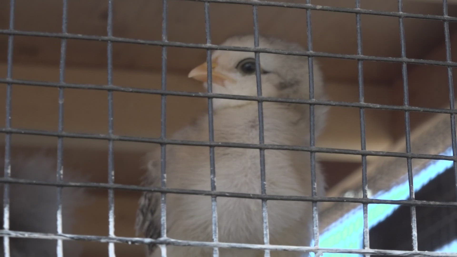 Avian flu spike causing egg shortage, spike in prices in Arizona ...