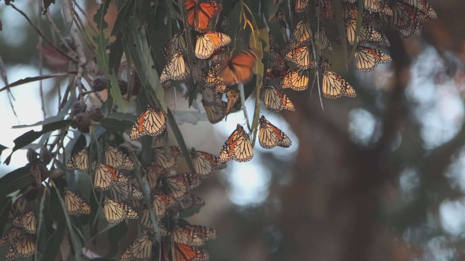 Mesa mayor commits to saving monarch butterflies | 12news.com