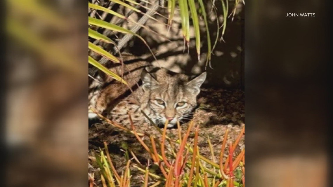 Reports of 'aggressive' bobcat closes down Arizona hiking trail ...