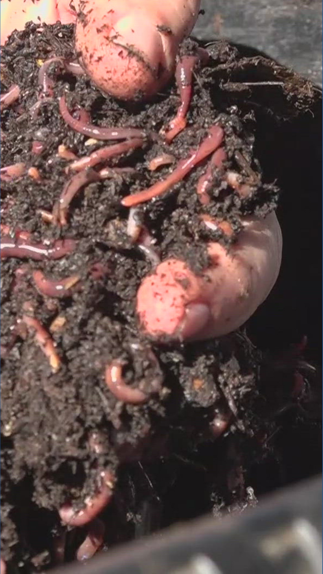 Why worms are suddenly so expensive — and what an Arizona farm is doing ...