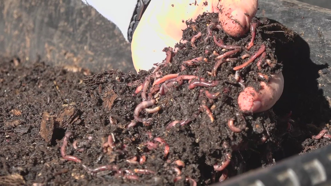 Why worms are suddenly so expensive — and what an Arizona farm is doing ...