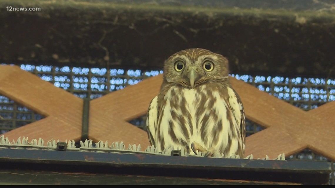 Arizona's Pygmy-Owl species in danger of being lost | 12news.com