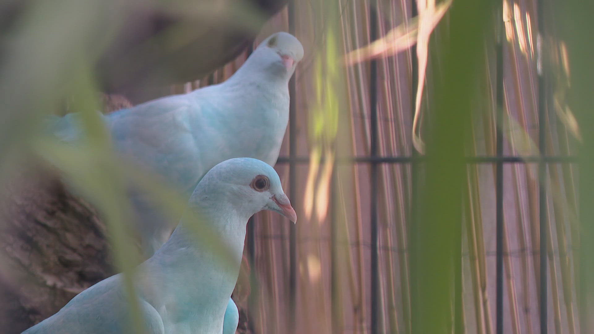 Bright blue pigeons dyed for gender reveal spark wildlife concerns near ...