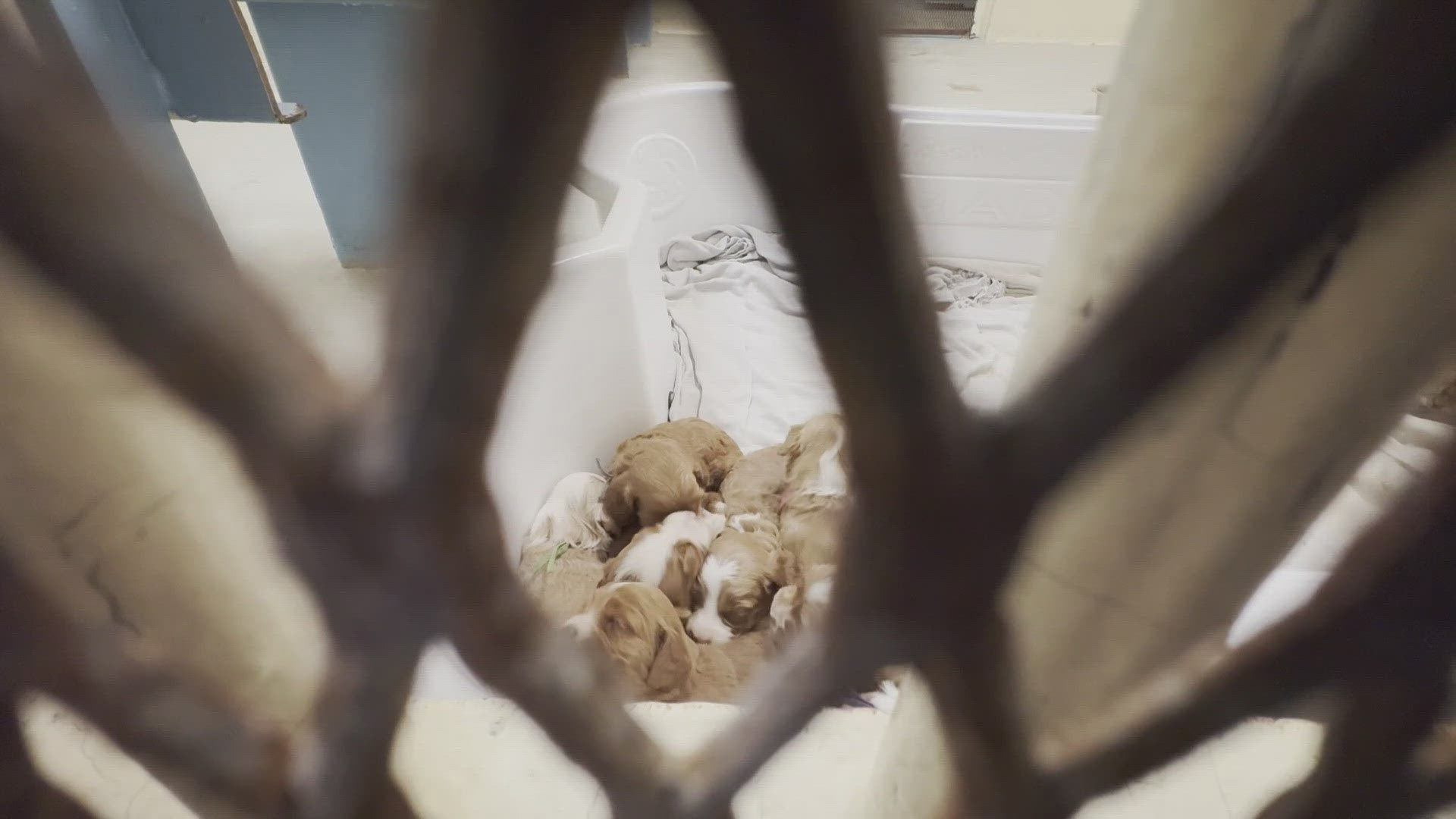 Dogs recovered from Valley home during investigation into breeding operation | 12news.com