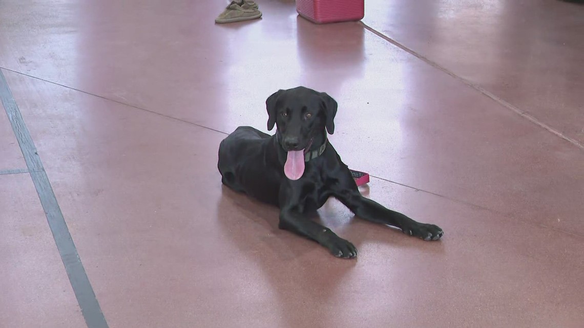 These dogs are search and rescue experts in Arizona | 12news.com