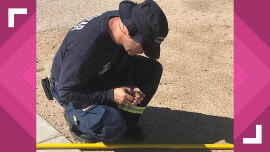 Goodyear firefighters rescue family of ducks | 12news.com