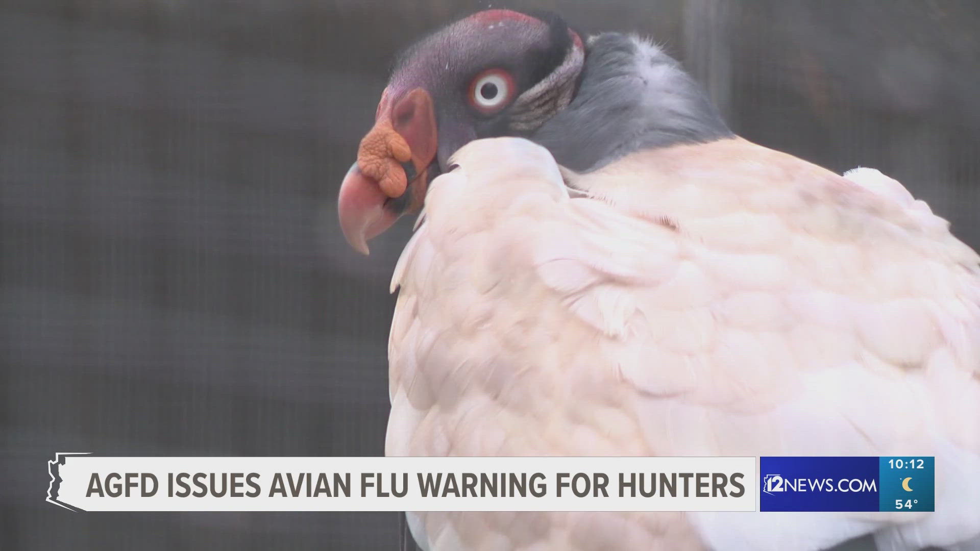 Is there avian flu in Arizona? | 12news.com