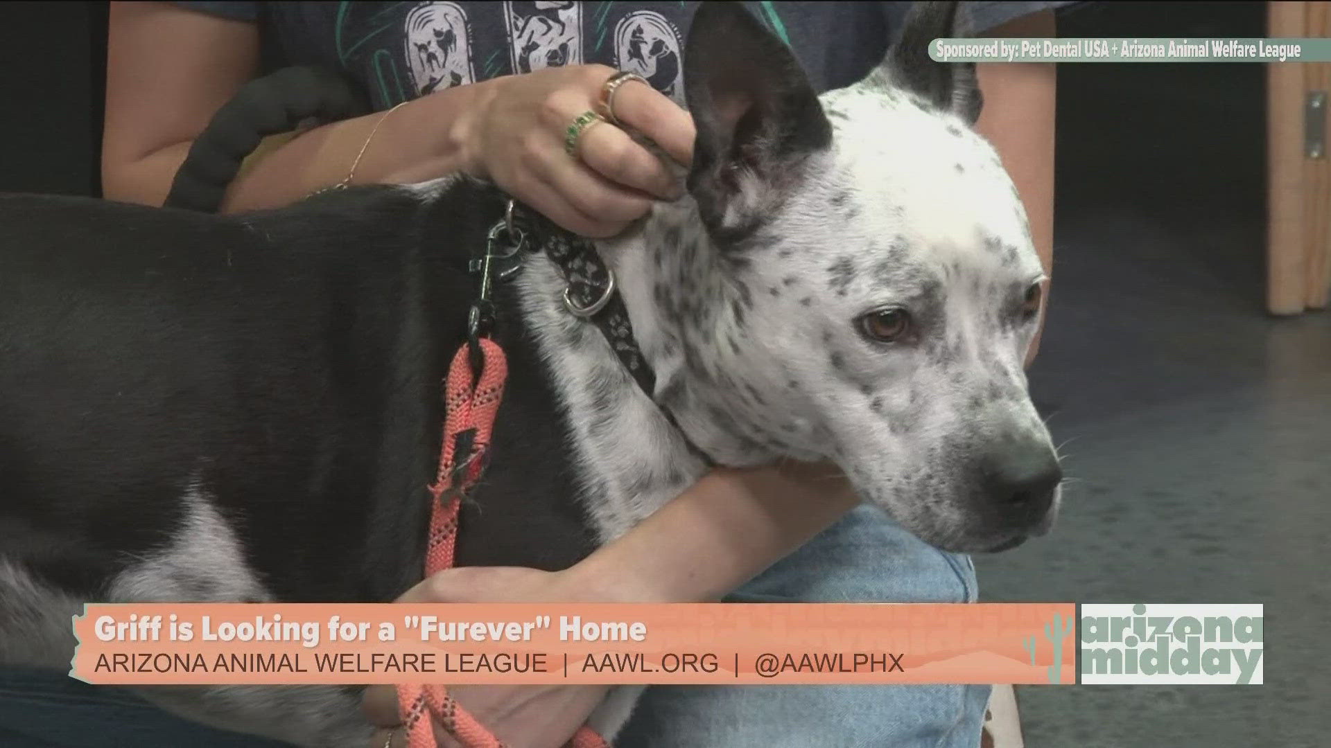 Sponsored: "Griff" is Ready For His Forever Home, Visit him at Arizona ...
