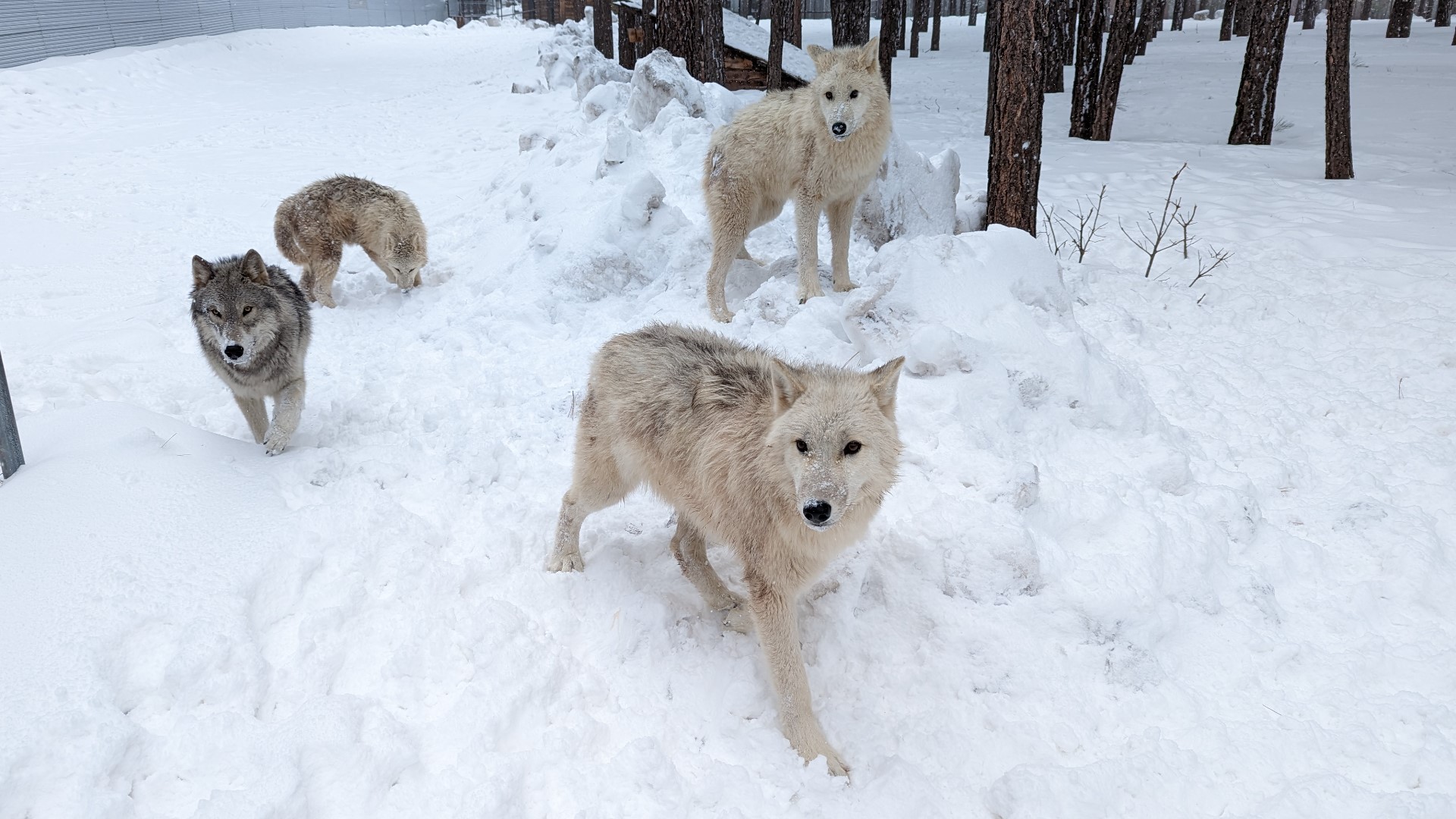 Bearizona animals adjust to Arizona's blizzard weather | 12news.com