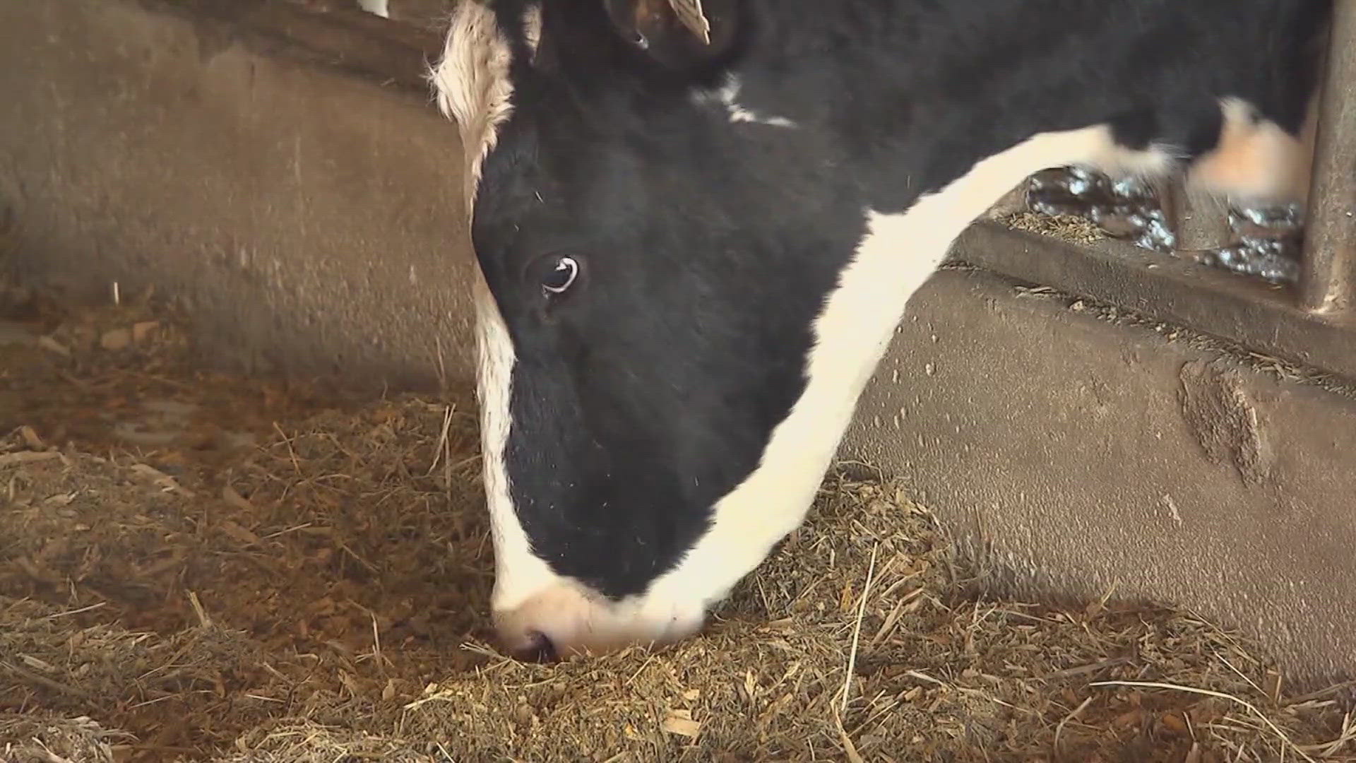 Bird flu found in milk at Arizona dairy | 12news.com
