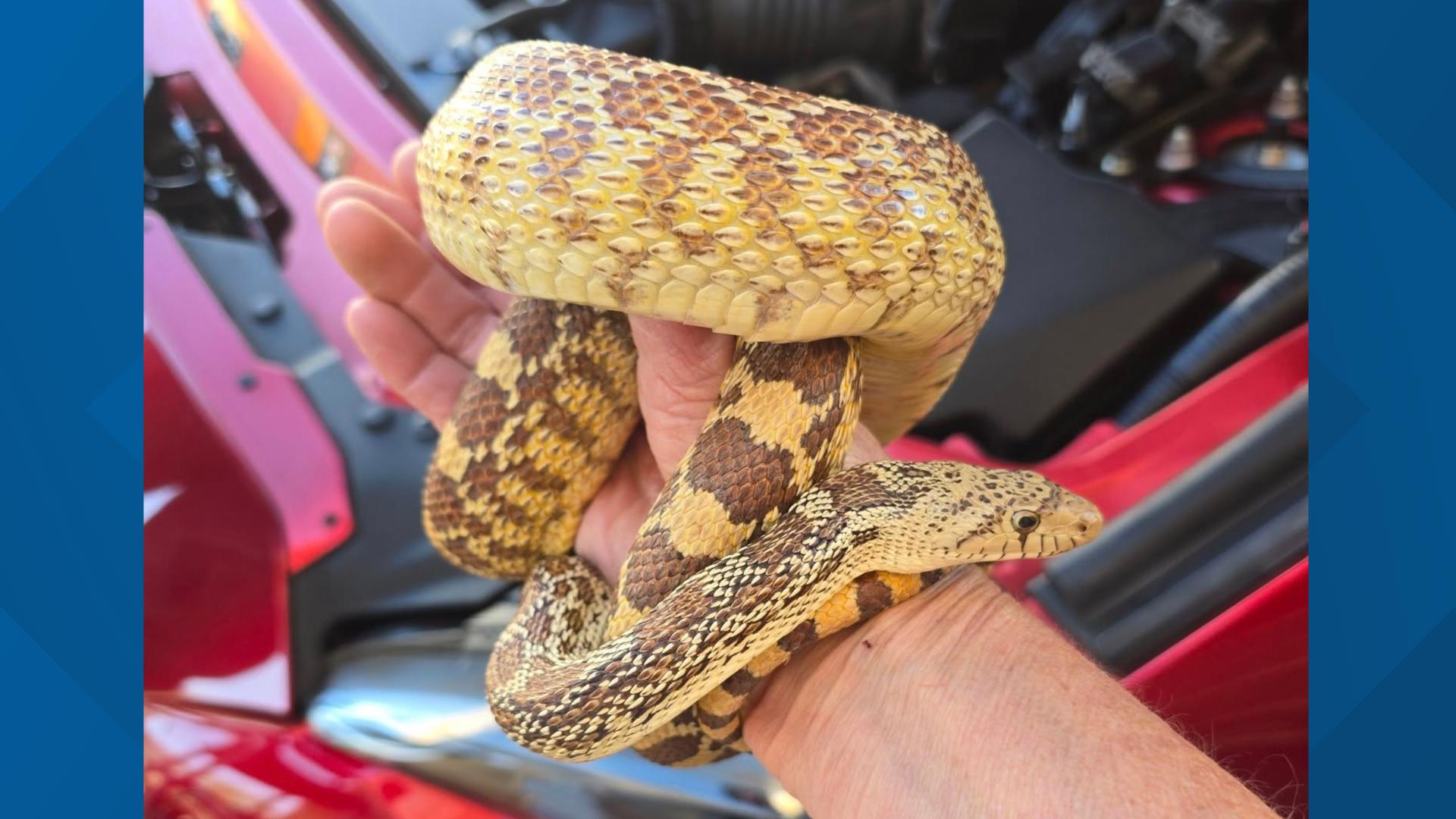 Arizona resident finds surprise pair of snakes hiding under car hood ...
