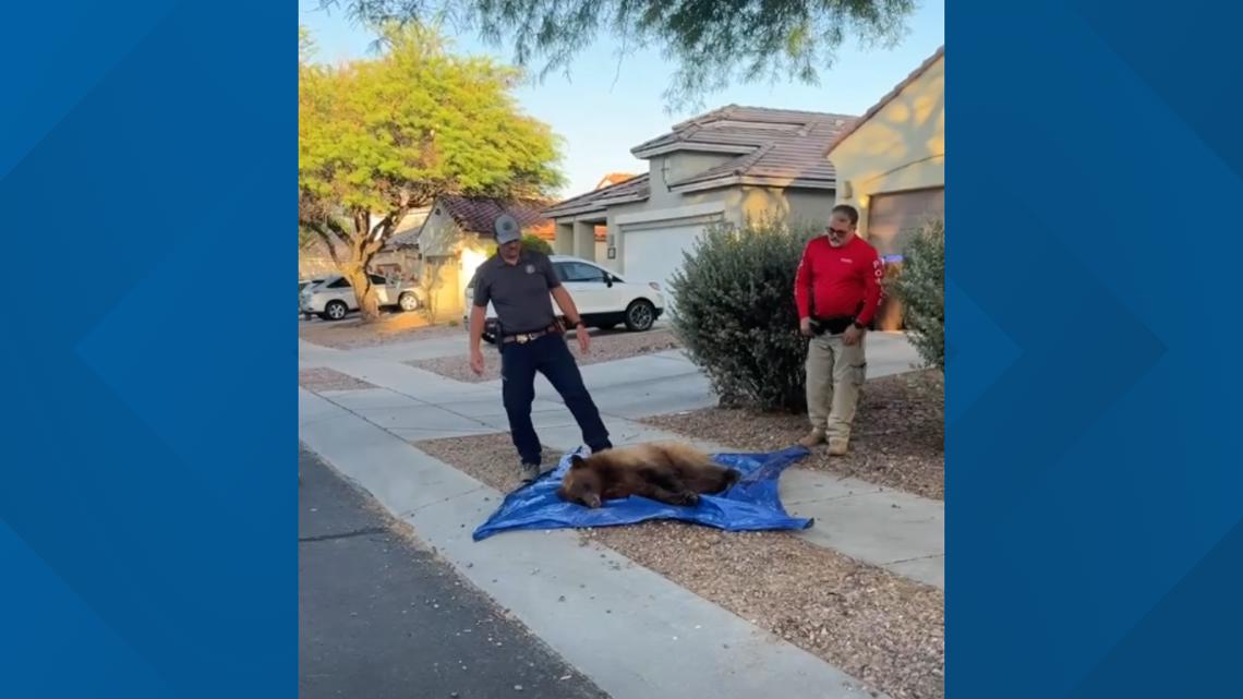 Tranquilized bear falls from tree outside Arizona home | 12news.com