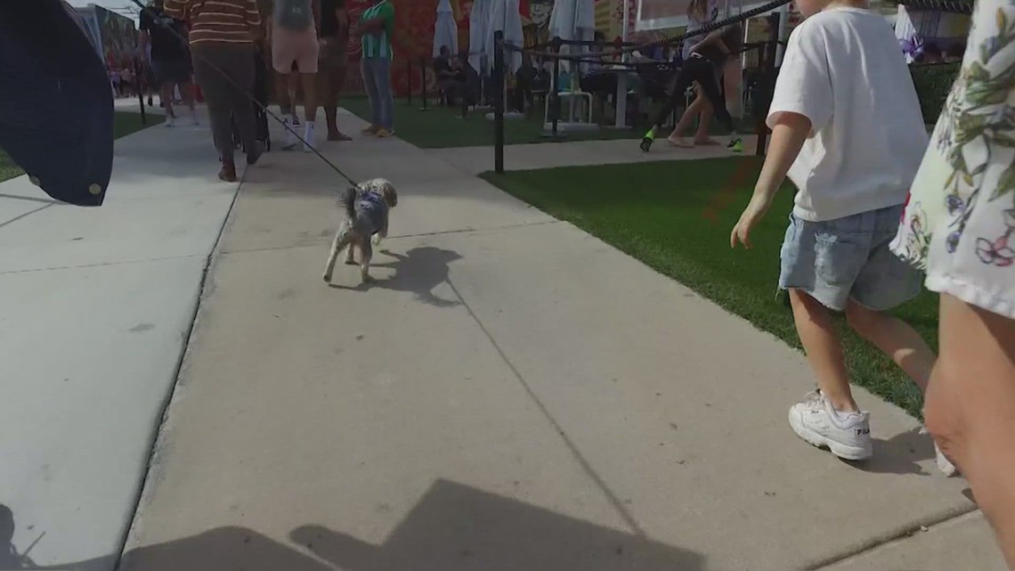 What to know about the mystery dog illness spreading among canines ...