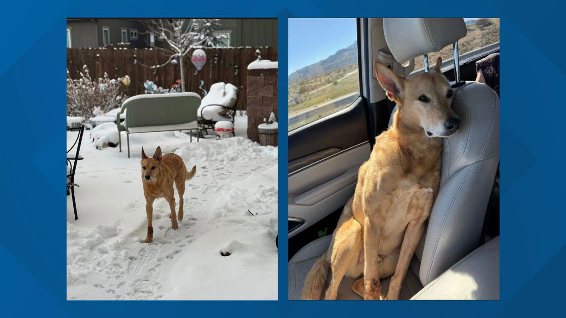 Dallas is back home: Dog lost after crash near Camp Verde reunited with ...