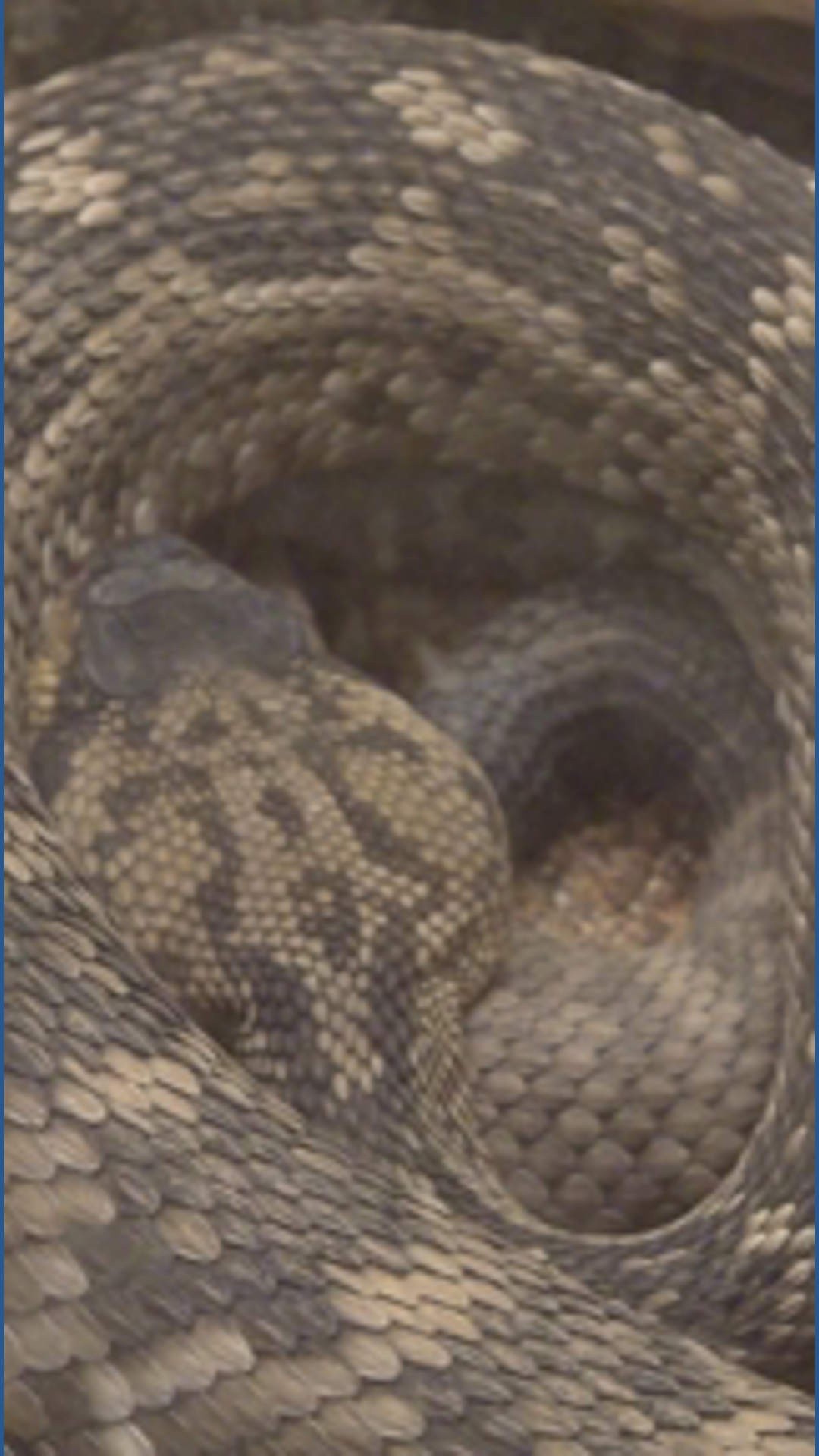 Early spring means early snake season in Arizona | 12news.com