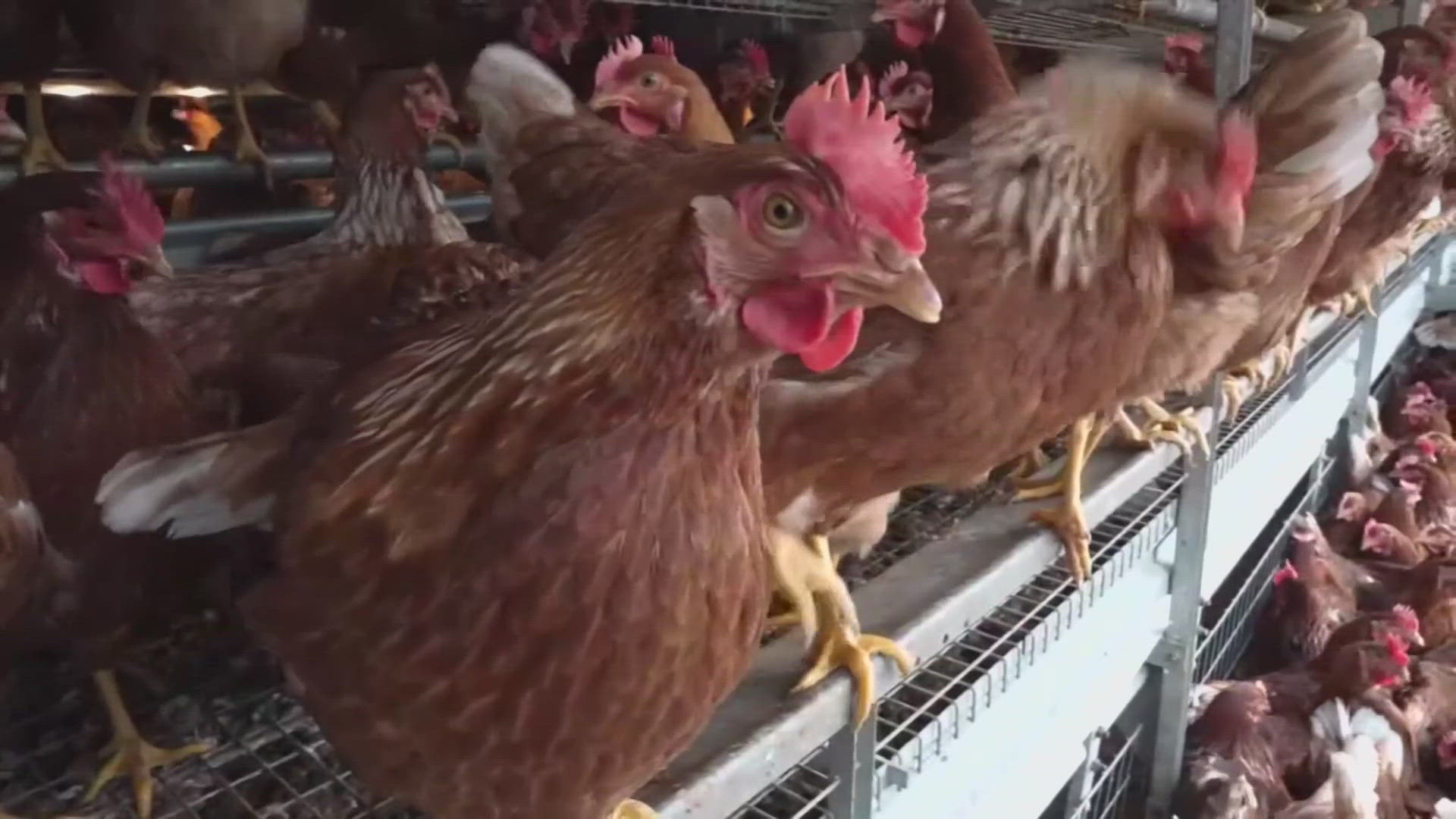 Chicken farm adjusts following Avian Flu outbreak | 12news.com