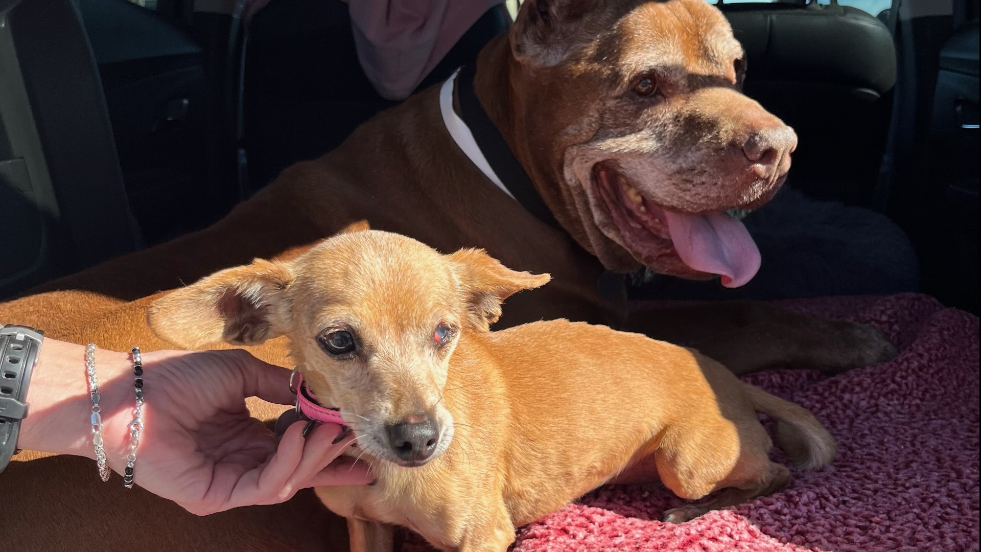 MCACC looking to adopt out pair of senior dogs | 12news.com