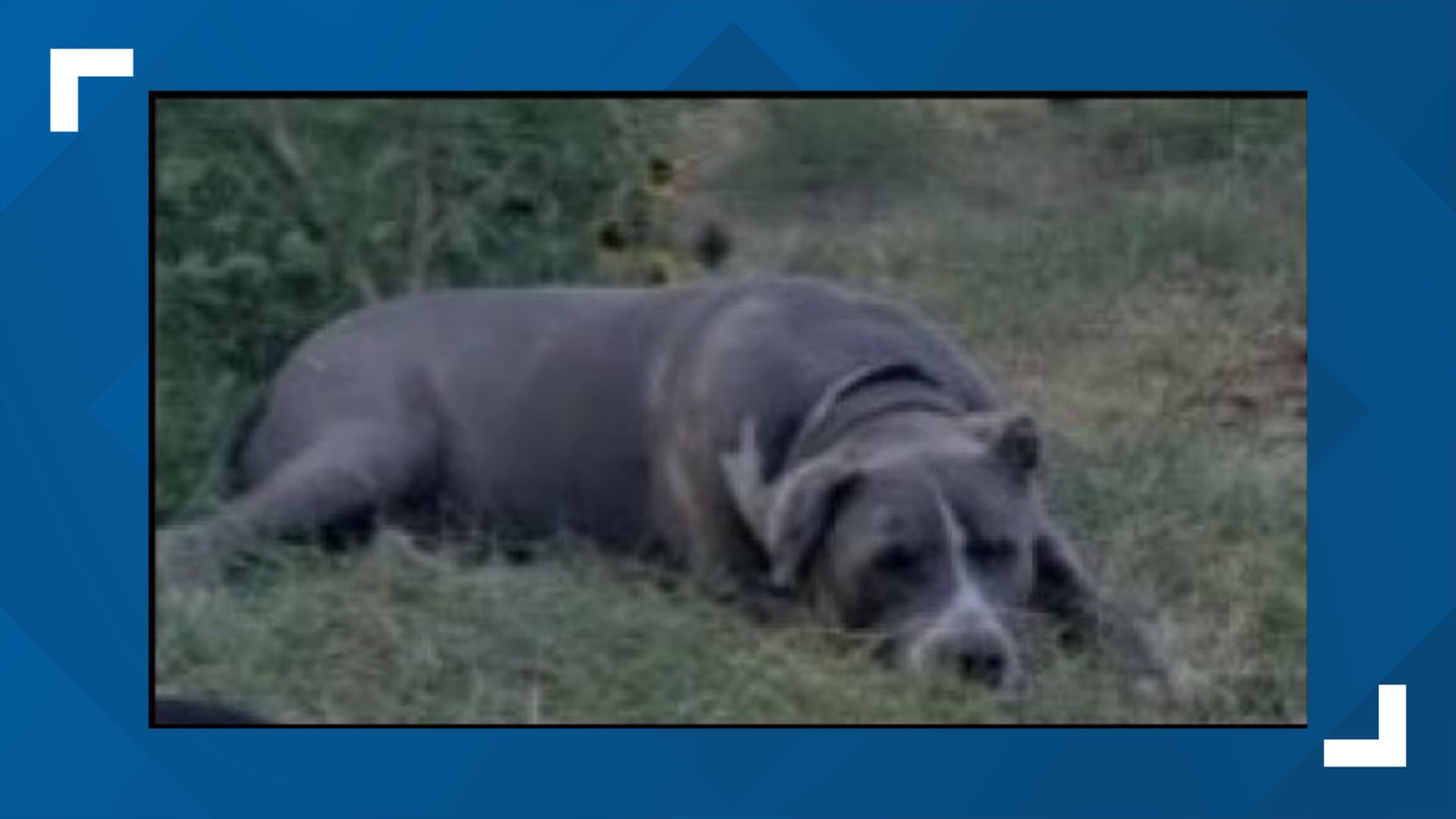 $9K reward offered for info on person who burned dog to death | 12news.com