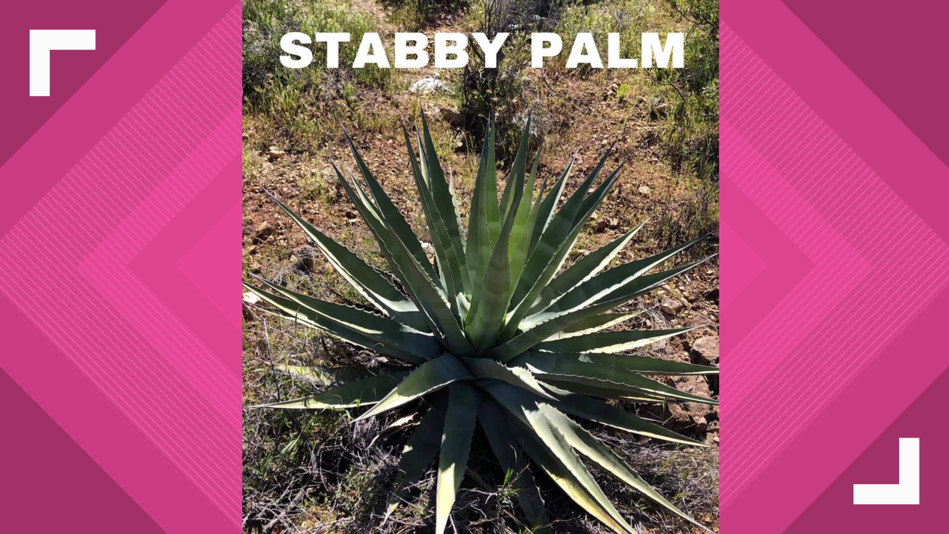 'Ouch-otillo': Phoenix couple creates guide to pokey things found on ...