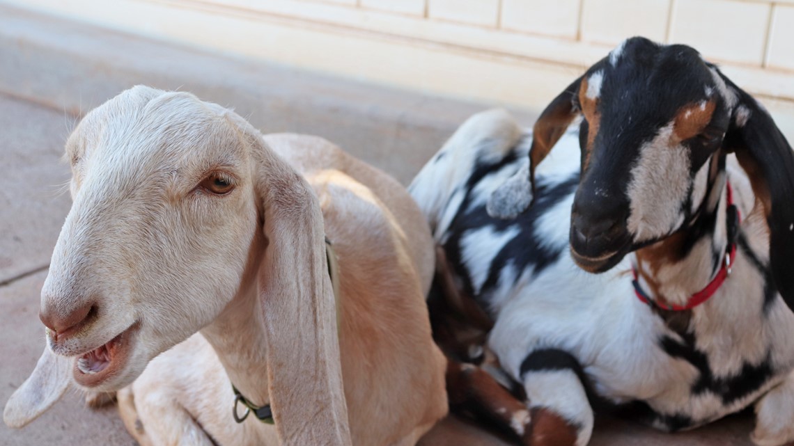 The popular Goat Yard is back open at the Phoenix Zoo | 12news.com