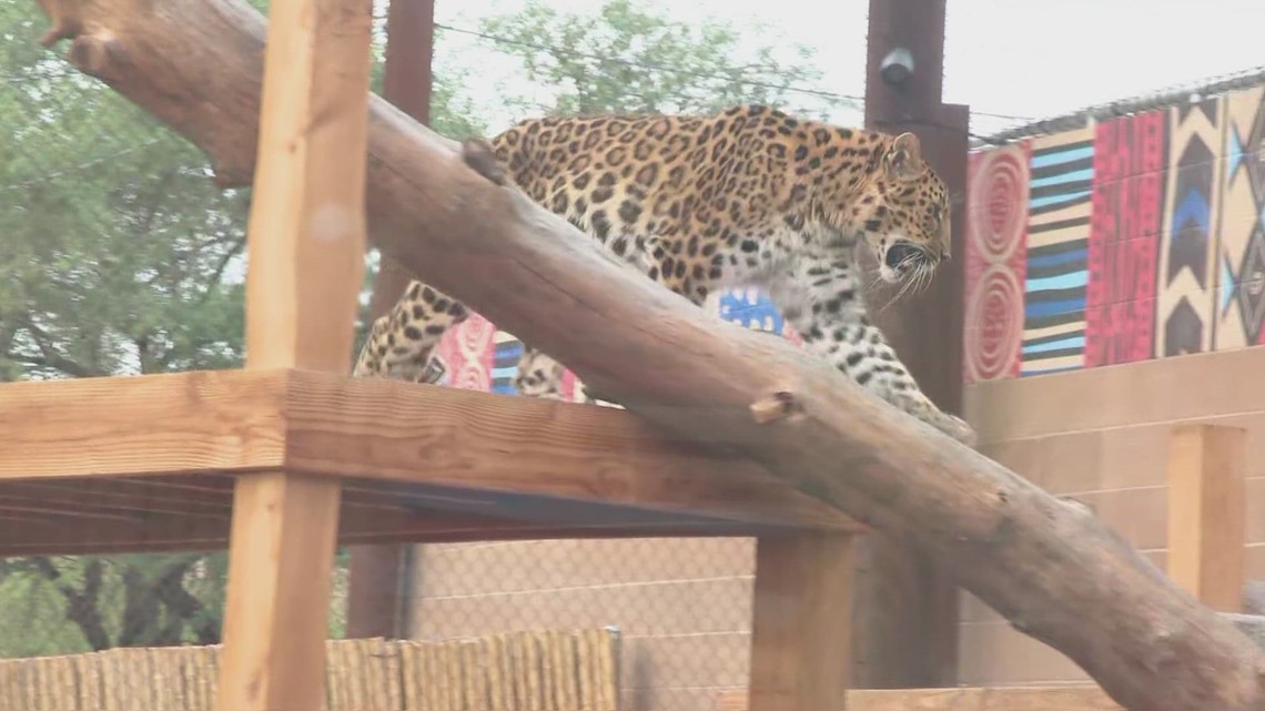 Expanded Predator Passage opens at Phoenix Zoo | 12news.com