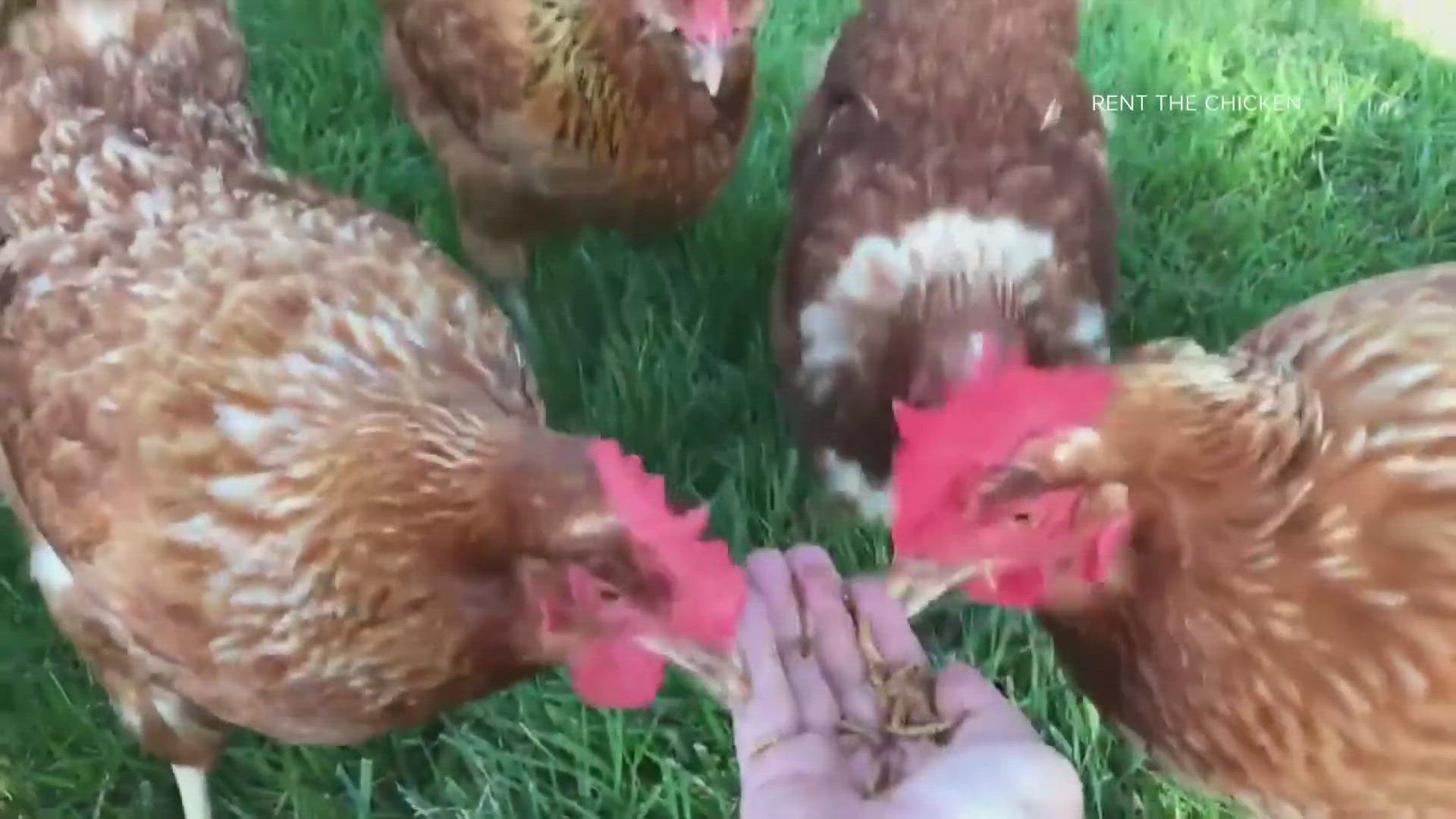 These Valley chicken businesses are revolutionizing urban farming ...