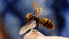 Cicada Killer Wasps and Murder Hornets: Are they as dangerous as they ...