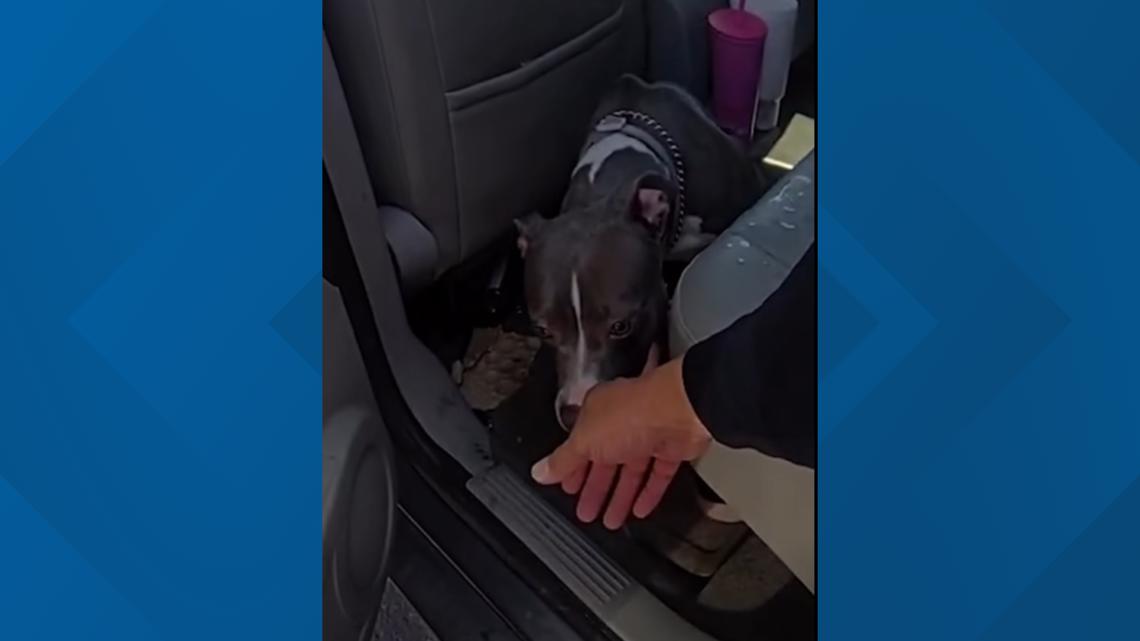 VIDEO: Dog rescued from 132-degree car in Chandler | 12news.com