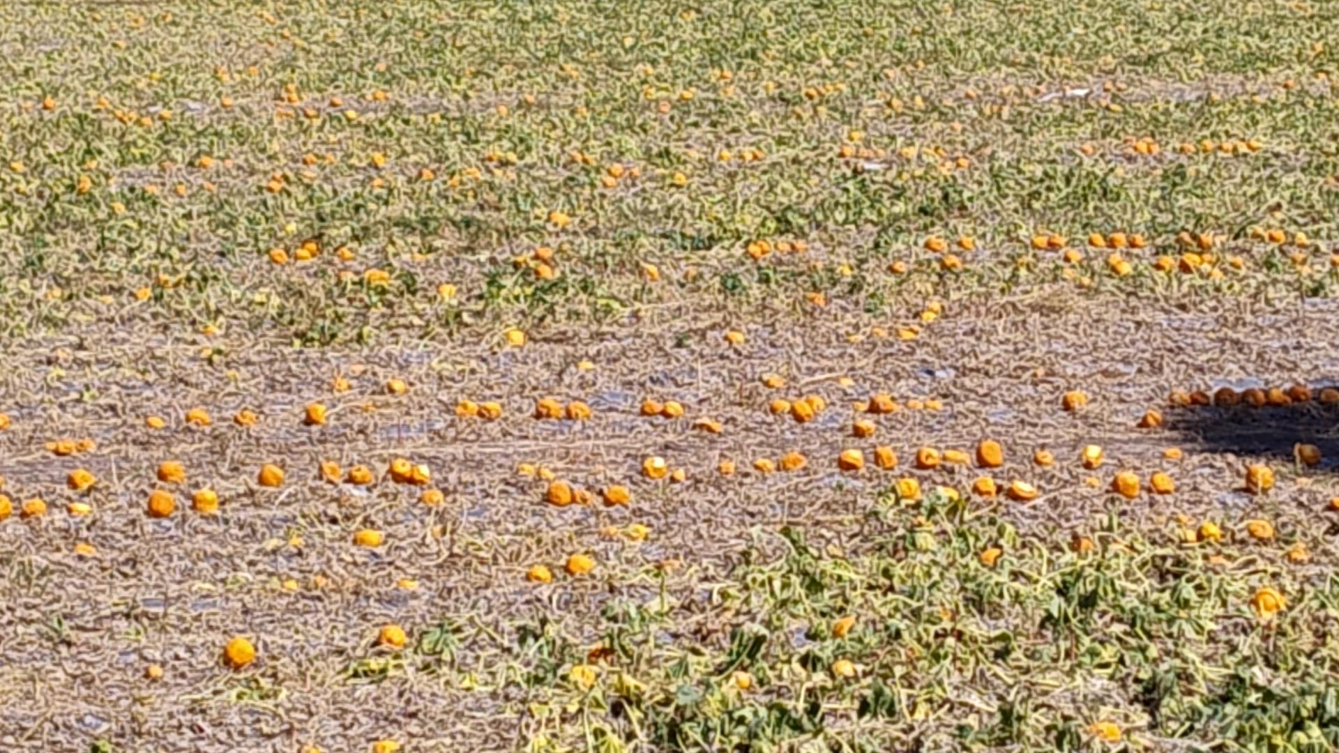 La siembra y cosecha de calabazas que se exportan a EE. UU. | 12news.com