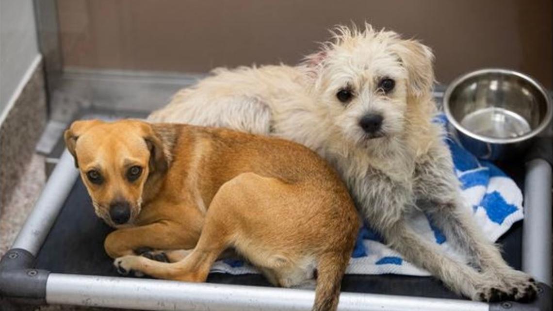 Tucson shelter hits record-high capacity after 88 dogs are seized ...