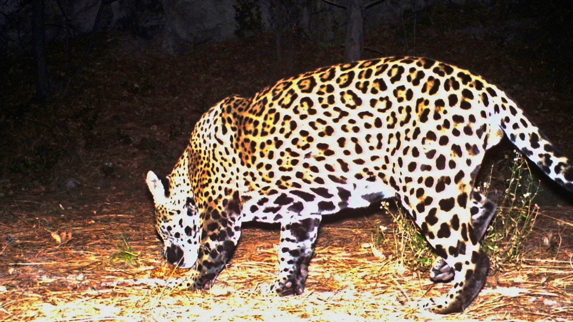 Jaguar sighted in Arizona near U.S.-Mexico border | 12news.com