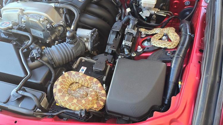 Arizona resident finds surprise pair of snakes hiding under car hood ...