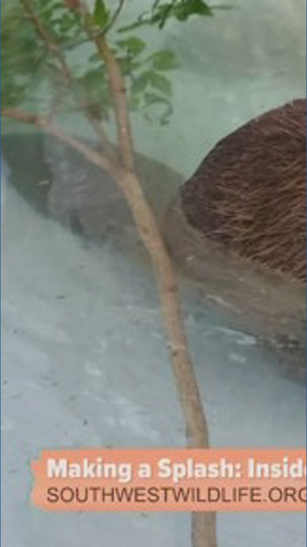 Making a splash: Inside the Beaver Sanctuary | 12news.com