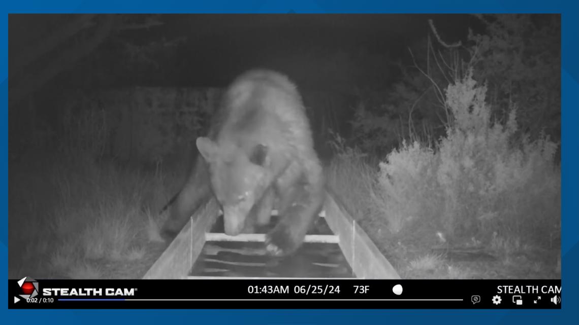 Park officials share wildlife cam of black bear taking a dip | 12news.com