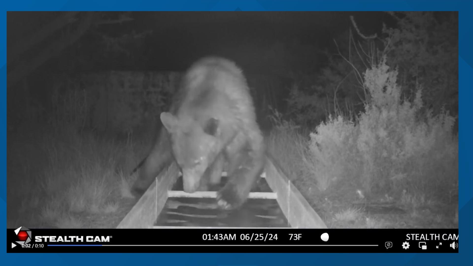 Park officials share wildlife cam of black bear taking a dip | 12news.com