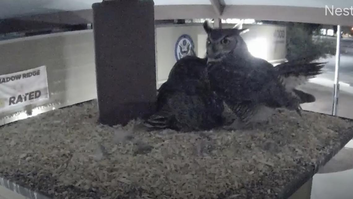 Camera tracks the daily lives of 2 owls nesting at Valley high school ...