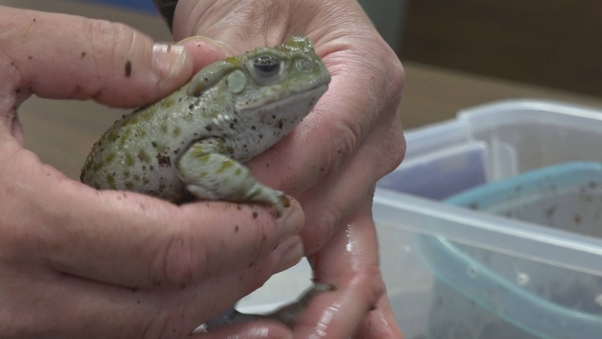 Arizona among the top states with most venomous animals | 12news.com