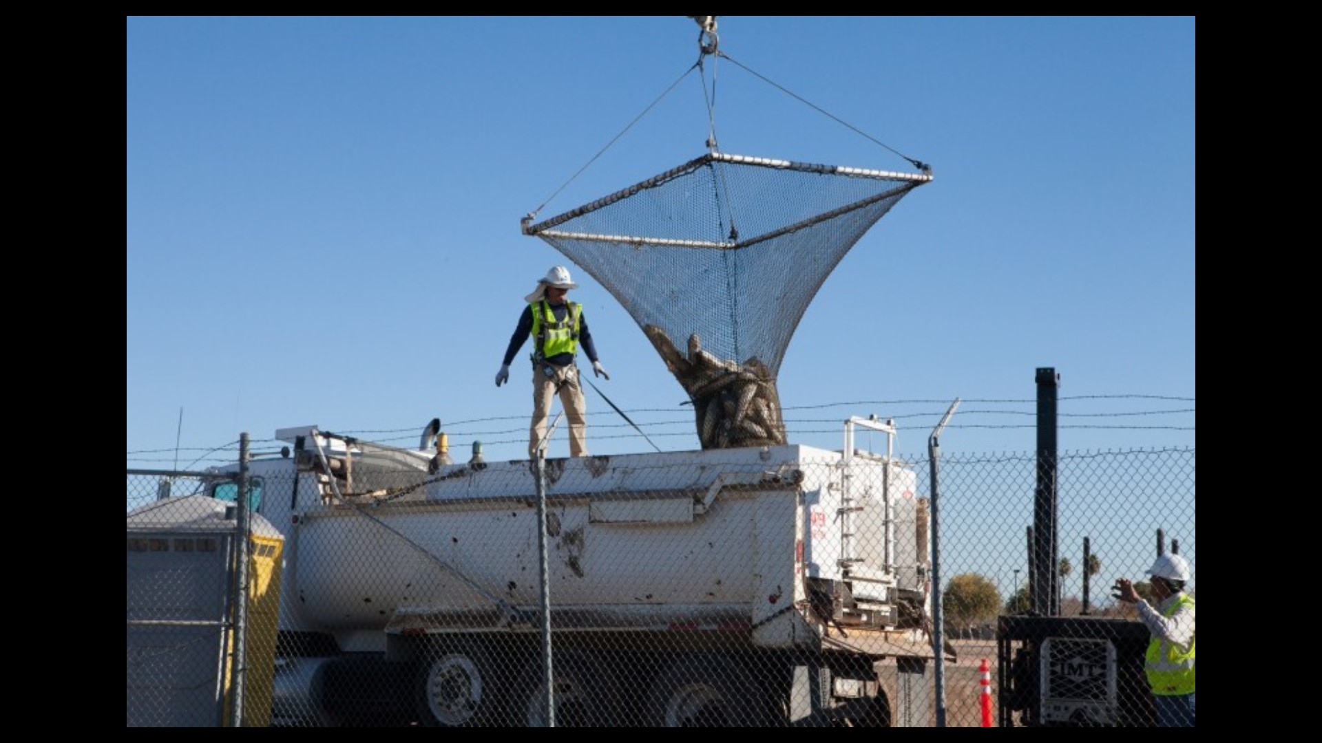 Hundreds fish moved for canal cleaning | 12news.com