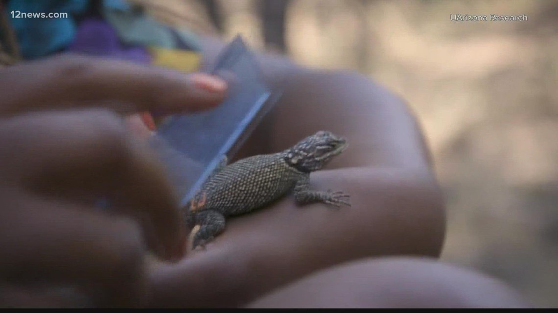 Meet Arizona's 'Lizard Lassoer': Dr. Earyn McGee | 12news.com