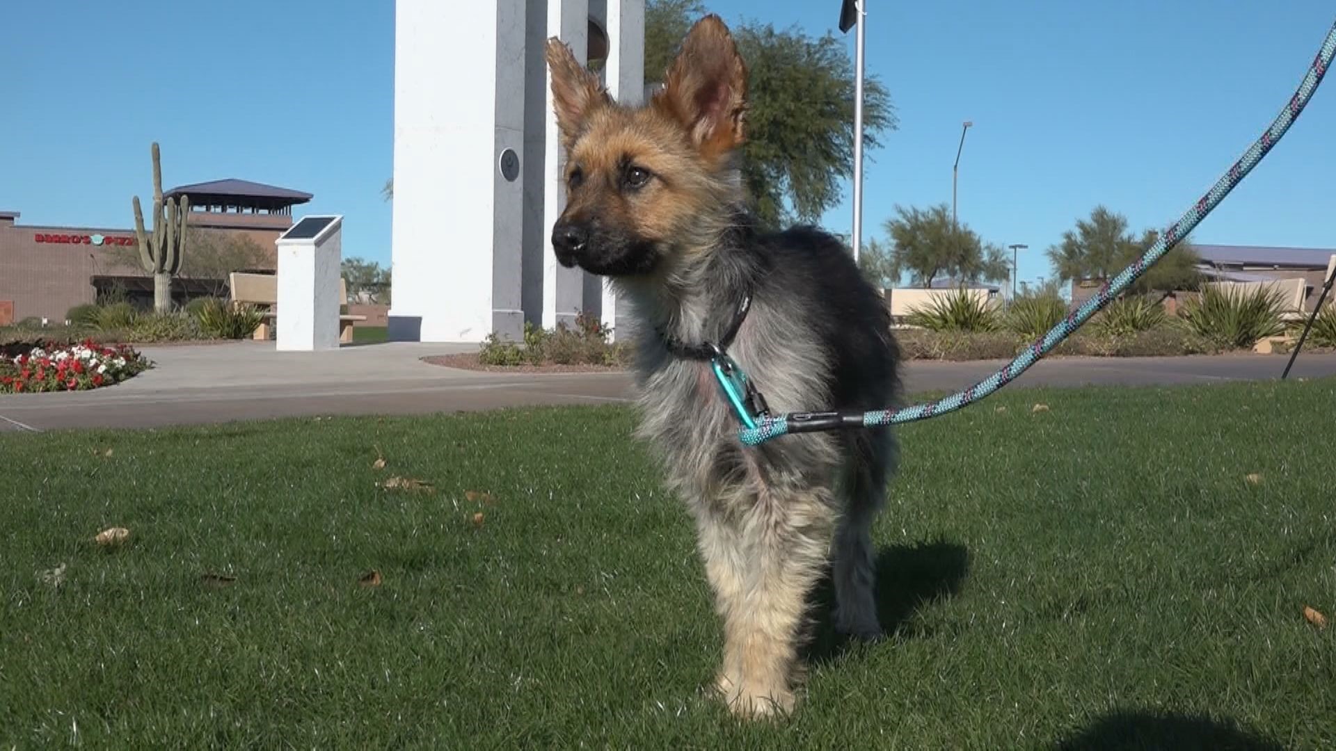 Arizona dog with dwarfism, Ranger, dies | 12news.com