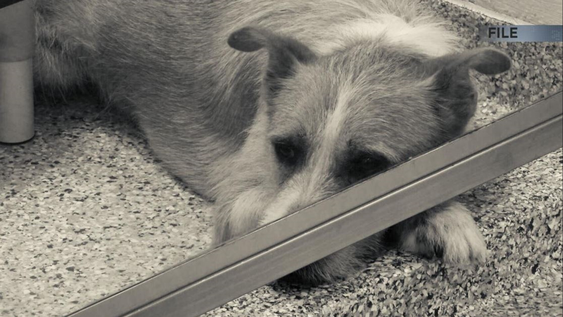 More dogs being euthanized at Arizona animal shelter | 12news.com