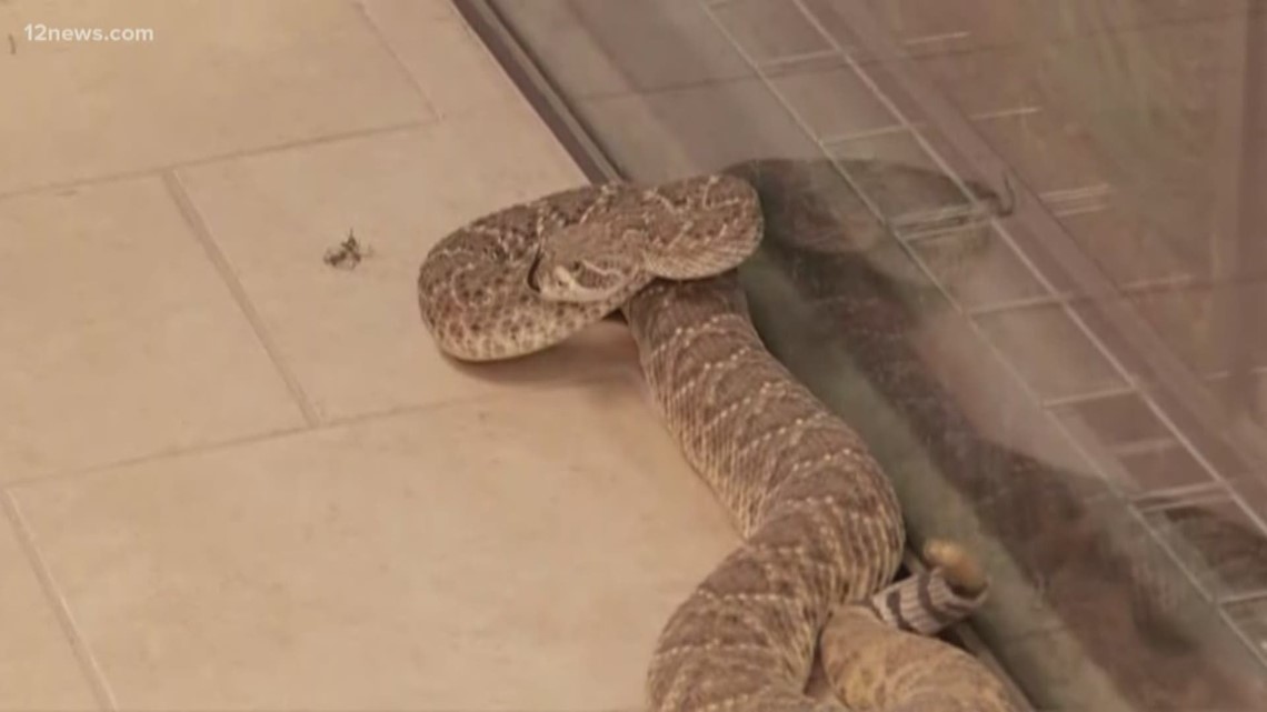 Snake encounter will spike due to increase in temperature | 12news.com