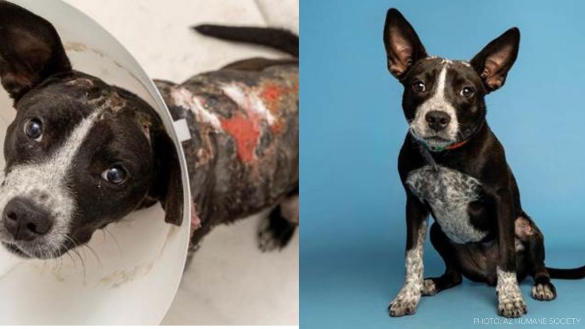 Survival to Forever Home: Puppy adopted after being left in dangerous ...