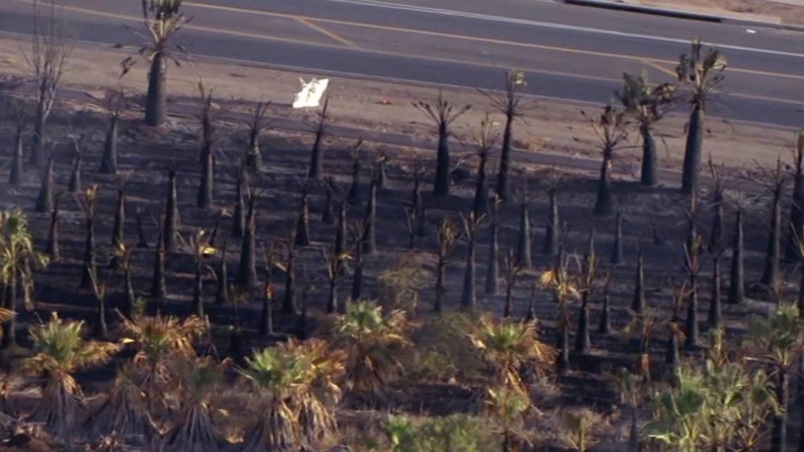 West Valley palm tree farm goes up in smoke | 12news.com