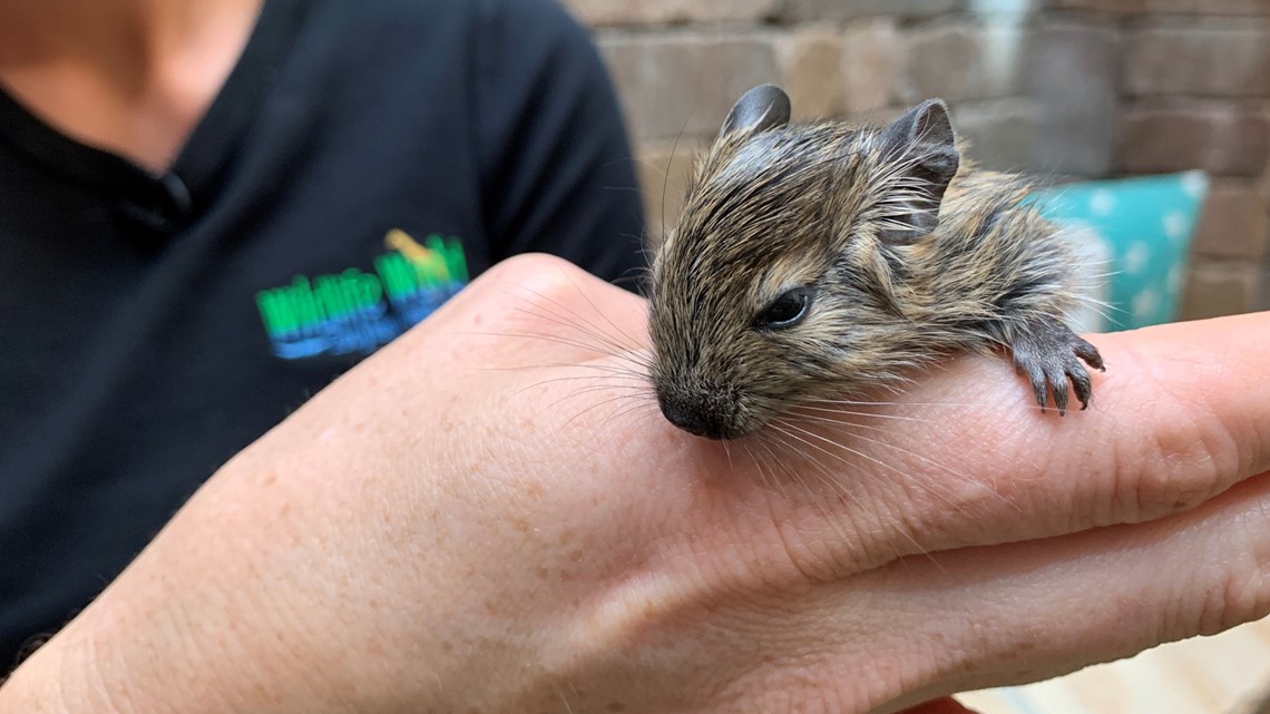 Degu Babies at the Wildlife World Zoo | 12news.com
