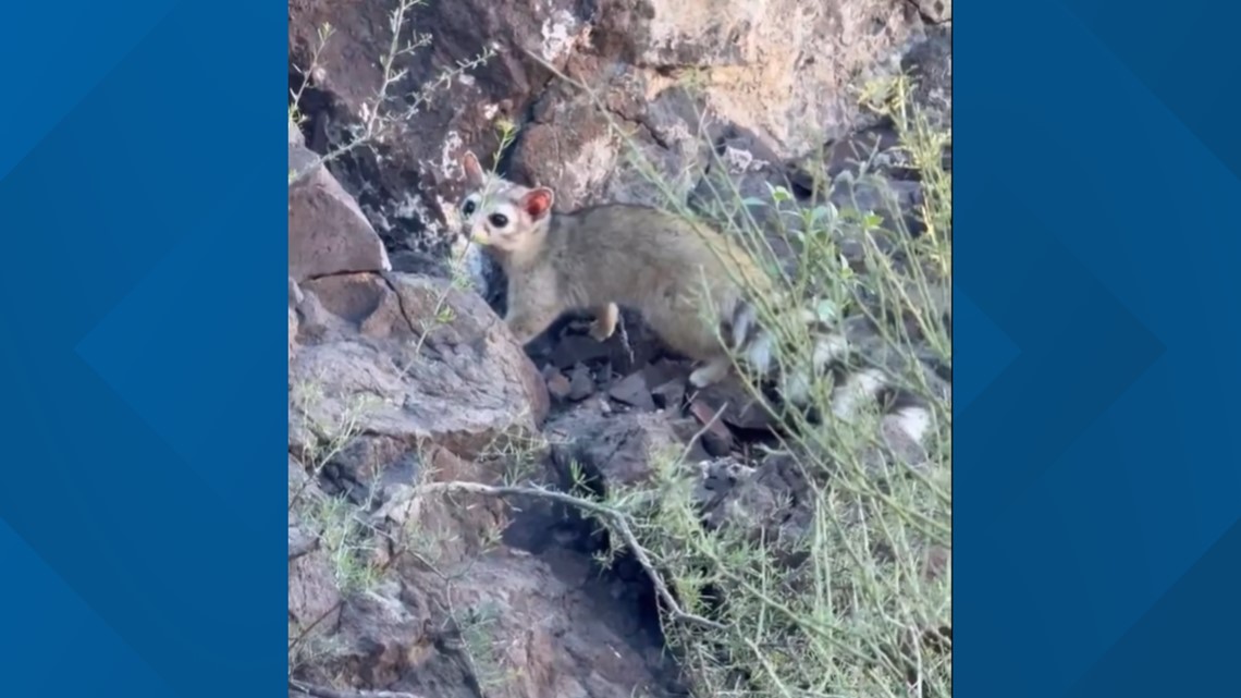 Rare ringtail sighting in Arizona park | 12news.com