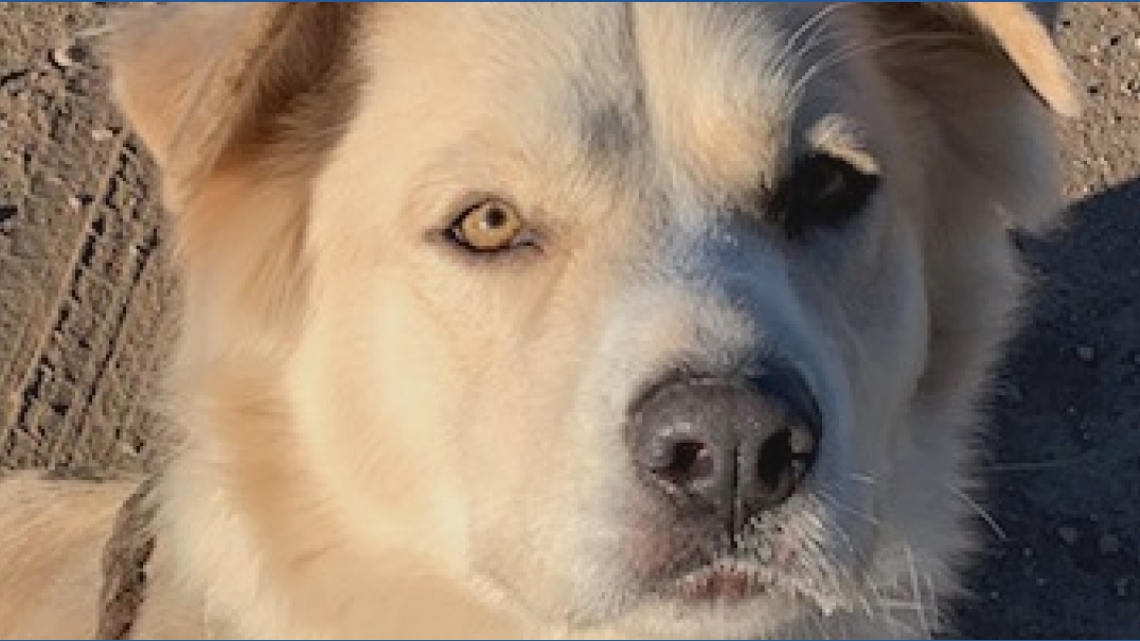 5 dogs at overcrowded Arizona shelter face Sunday euthanasia deadline ...