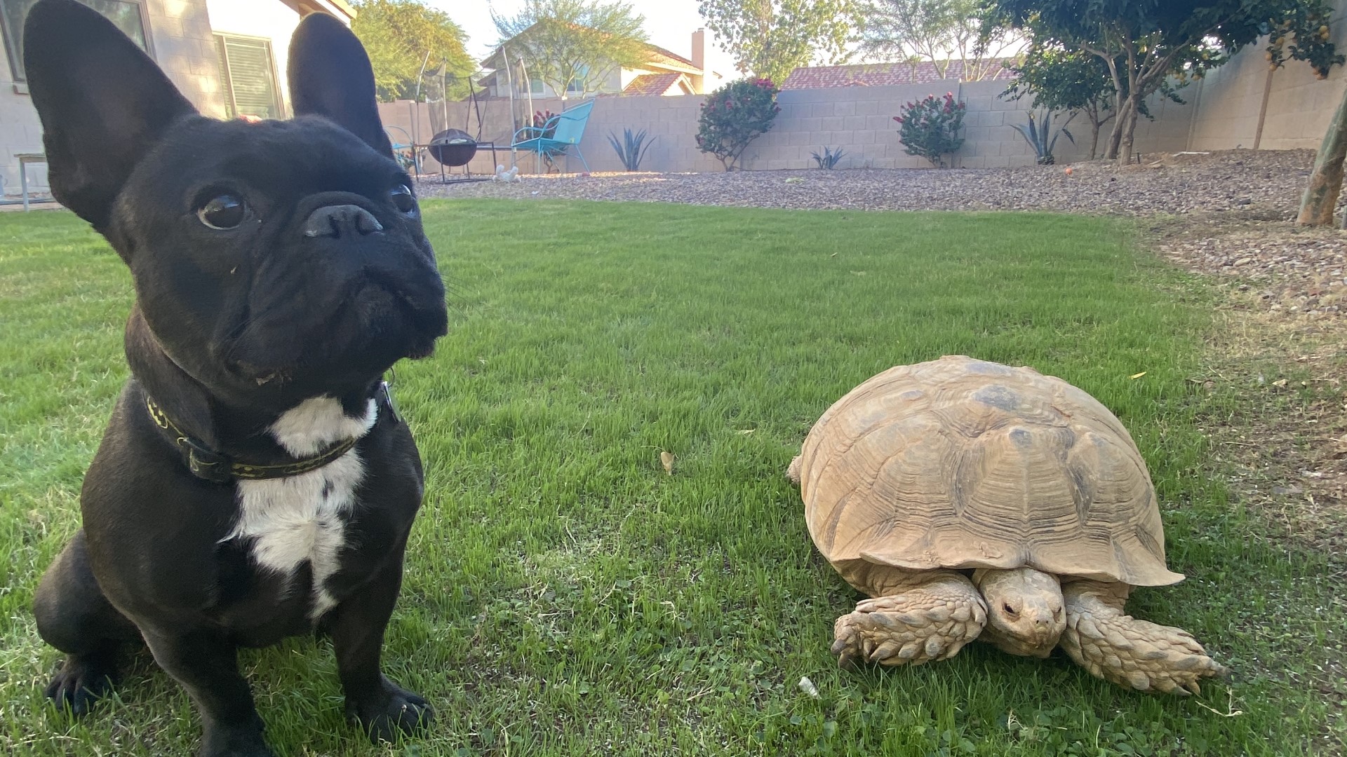 A dog and tortoise were trapped underground. Here's what happened ...