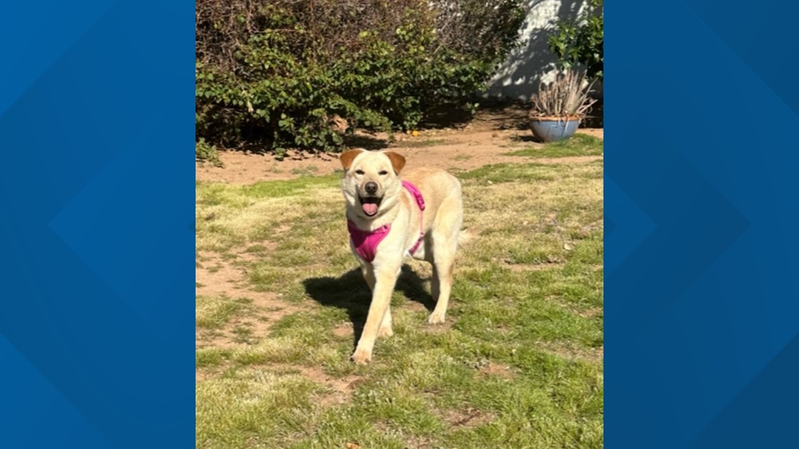 Dog rescued from China and adopted in the Valley now missing | 12news.com